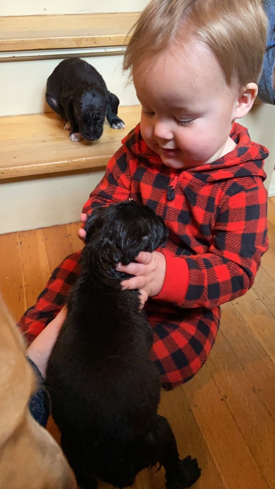 National Animal Shelter and Rescue Appreciation Week: Expanding your ...